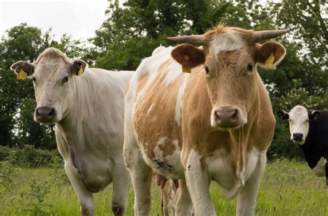 Animal Health And Welfare Pathway Farming