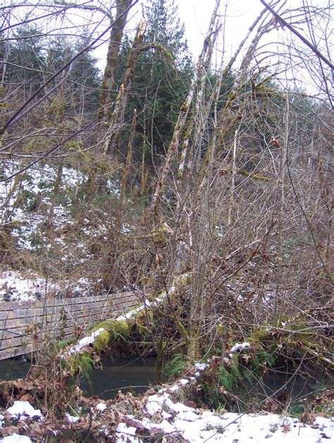 Suspension Bridge VS Big Tree Bridge Wins Wildcat Man