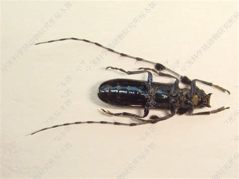 苜蓿多节天牛 Agapanthia amurensis 物种库 国家动物标本资源库
