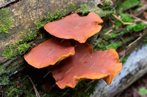Saprophytic Nutrition The Art Of Surviving On Dead Organic Matter