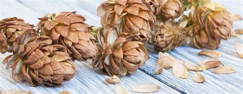 Why Is Hops Cultivation In India So Expensive Micro Brewery India