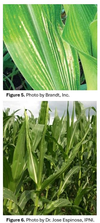 Boron Deficiency Associated With Tassel Wrapping In Corn Grain Crops