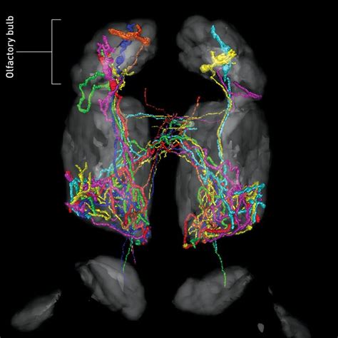 Map Of Brain Connections Provides Insight Into Olfactory System Brain