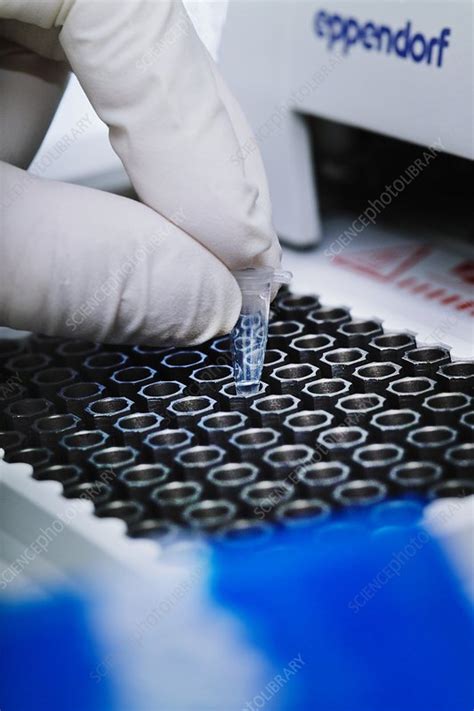 PCR Amplification Stock Image C014 6745 Science Photo Library
