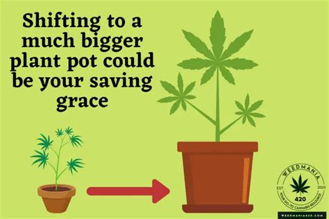 Plant Pot Size Vs Yield Does Pot Size Affect Yield WeedMania420
