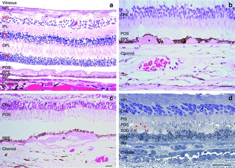 Macula Lutea Histology