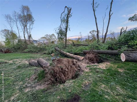 Fallen Trees In Backyard From Tornado In Michigan Stock Photo Adobe Stock