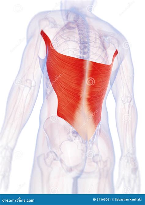 Apollo Soft Tissue Spine Muscle Mondays Latissimus Dorsi This Large