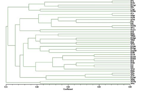 UPGMA Dendrogram Of 41 Sorghum Accessions With SSRs R 0 67 P