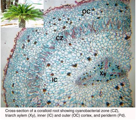 Gymnosperms BIOLOGY4ISC
