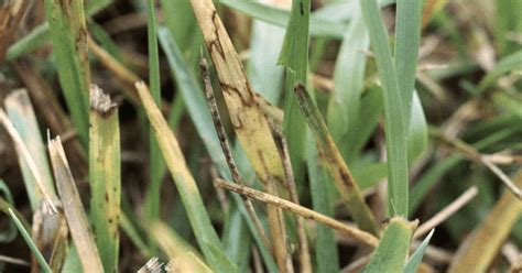 Brown Patch Lawn Disease Identify Control And Repair Davey Tree