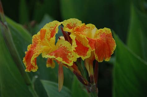Canna Orchioides Picturethis