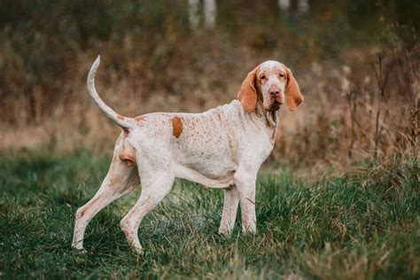 Braco Italiano Pointer Italiano Características Y Carácter De La Raza