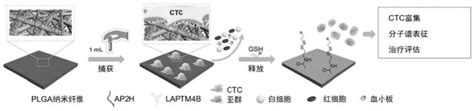 一种分离富集循环肿瘤细胞的多肽功能化微纳界面材料及其制备方法和应用