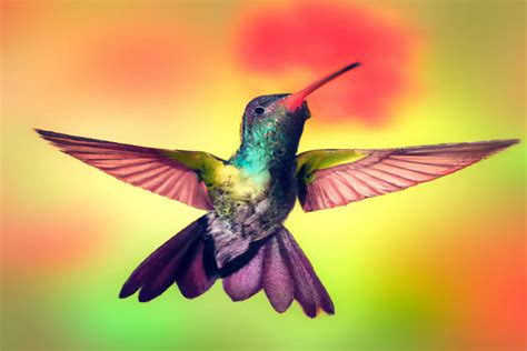 Cómo influyen los colibríes en la formación de nuevos nichos ecológicos Aves Mundo