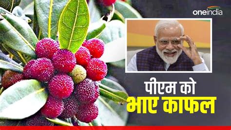 Pm Modi को भाए उत्तराखंड के काफल सीएम धामी ने दिल्ली में किए थे भेंट