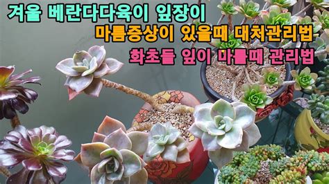 다육이♡겨울 베란다 다육이 잎장이 마름증상이 있을때 대처관리법💓 화초들 잎마름 관리법💓 Youtube