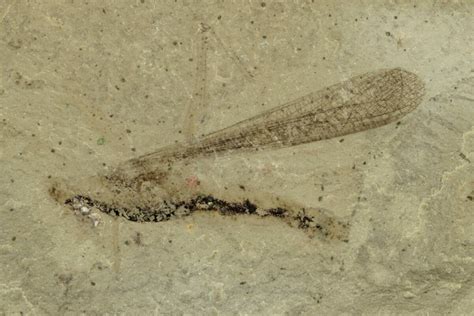 85 Fossil Grasshopper Orthoptera With Gi Trace Colorado 243387
