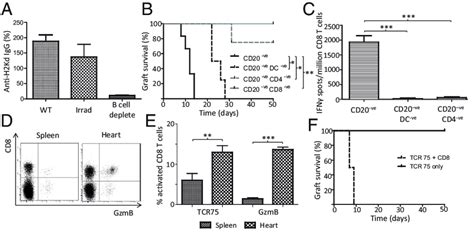 The Generation Of Cytotoxic Effector Alloresponses Within The Download Scientific Diagram