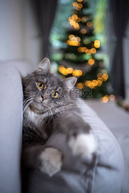 可爱的蓝色虎斑缅因猫在圣诞树前沙发上的枕头上放高清图片下载 正版图片504053906 摄图网