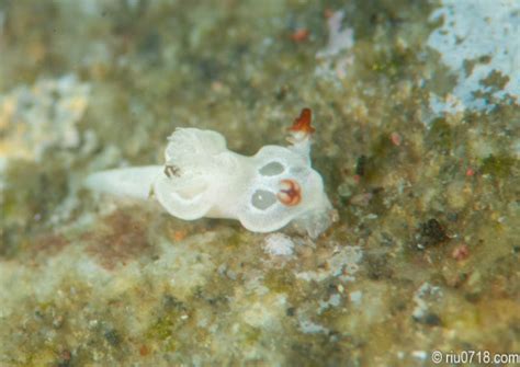 Nudibranch — アオウミウシ Hypselodoris Festiva Aadams 1861