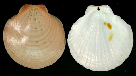 Class Bivalvia Western Australian Museum