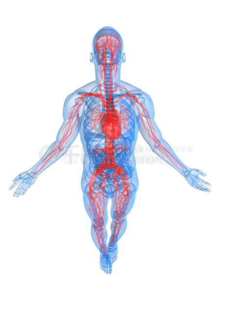 传播高清图片 人体血管系统 人体血管系统图片免费下载 5084277251 千图网pro