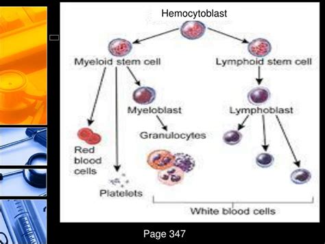 Ppt Hematopoiesis And Hemostasis Powerpoint Presentation Free