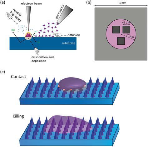 Nature Helps Toward Bioinspired Bactericidal Nanopatterns Ganjian 2019 Advanced Materials