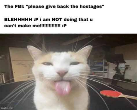 Image Tagged In Milly The Silly Cat Bleh Cat Imgflip