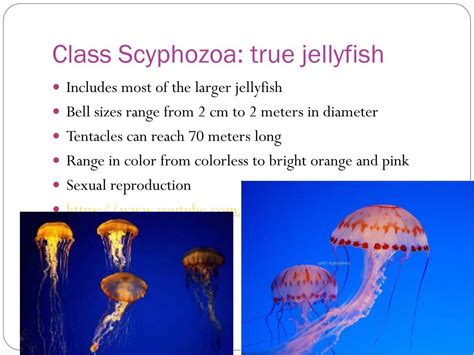 Anatomy Of The Class Scyphozoa Jellyfish Diagram Anatomy Of The Class Scyphozoa Jellyfish Diagram