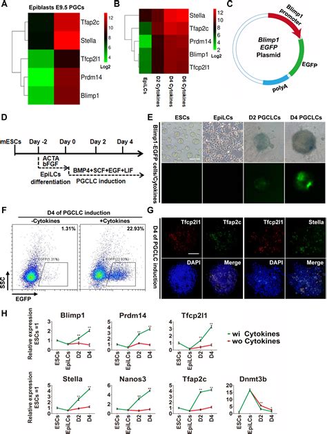 The Transcription Factor Tfcp2l1 Promotes Primordial Germ Celllike