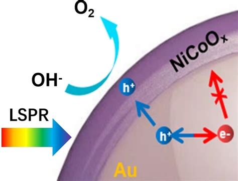 Promoting Plasmonic Hot Hole Extraction And Photothermal Effect For The Oxygen Evolution