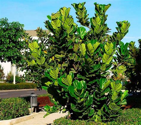 Ficus Lyrata O Ficus Pandurata