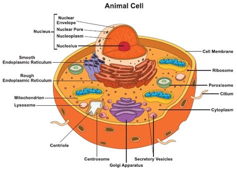 Subcellular Organelles