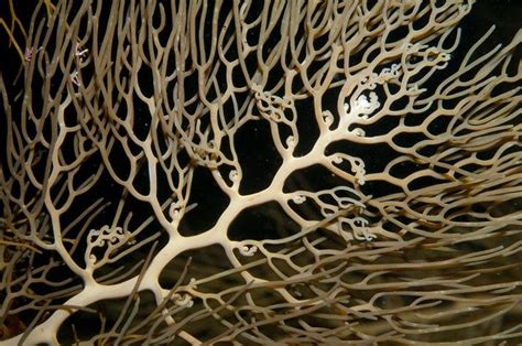 Port Phillip Bay Taxonomy Toolkit Nature Inspiration Taxonomy Fungi