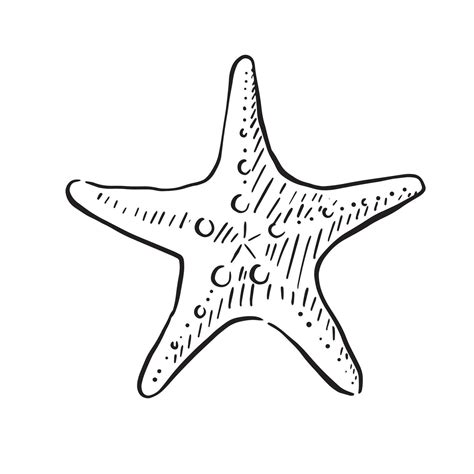 A Line Drawn Illustration Of A Classic Starfish Black And White Hand
