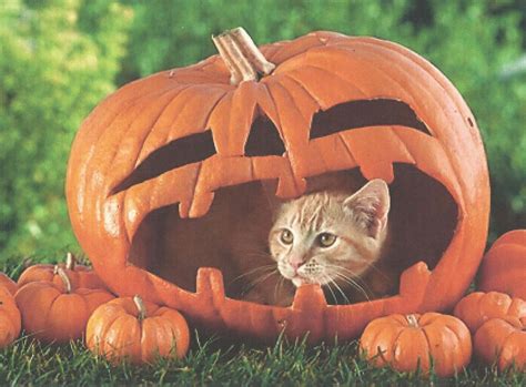 500 Halloween Katzenbilder Bilder