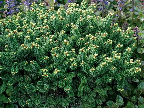 Abies Balsamea Piccolo Miniature Balsam Fir Kigi Nursery