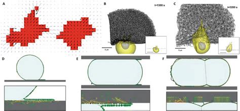 6 Simulated Cell Ecm Interaction A Traction Forces Black Arrow And Download Scientific
