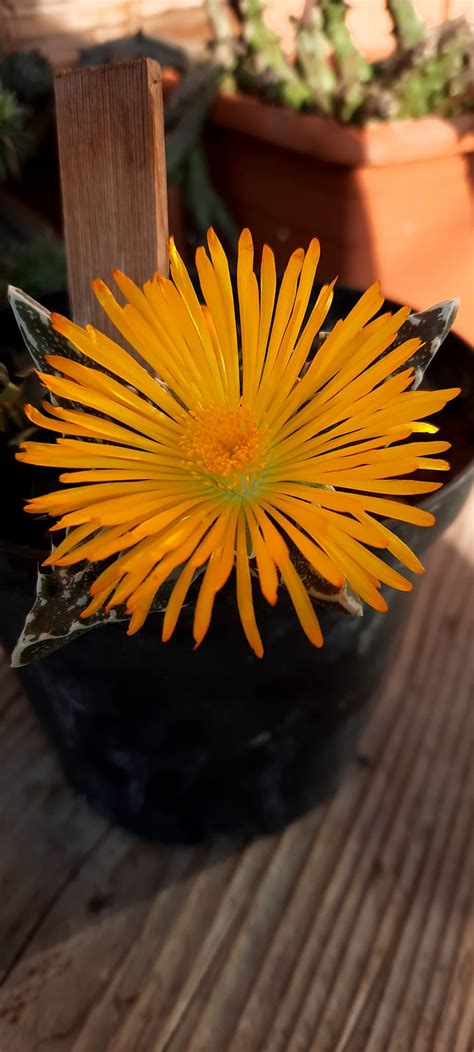 ბაღის ყვავილები და მცენარეები • Garden Flowers Home