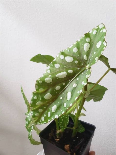 Begonia Flamingo Queen Begonia Variegated Plants Begonia Maculata