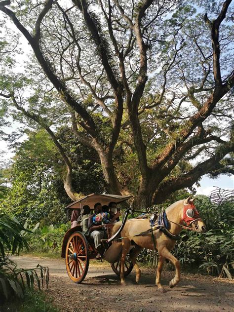 De Djawatan Forest Pesona Hutan Magis Di Banyuwangi