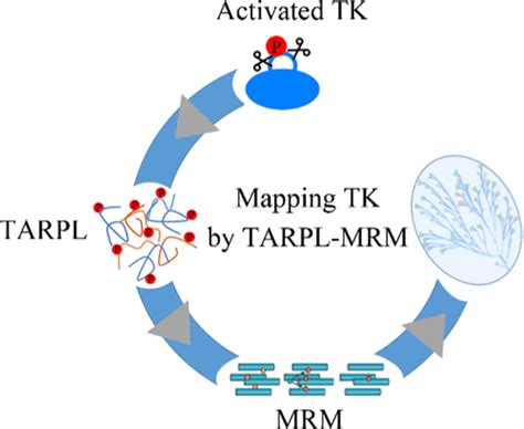 Mapping Tyrosine Kinases Based On A TK Activity Representing Peptide