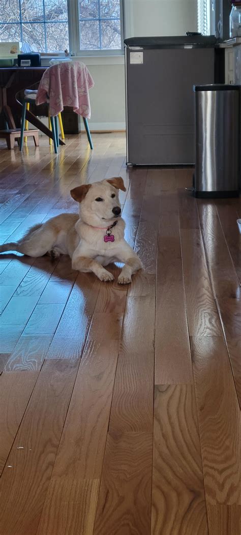 Our Jindo Mix Girl R Jindo