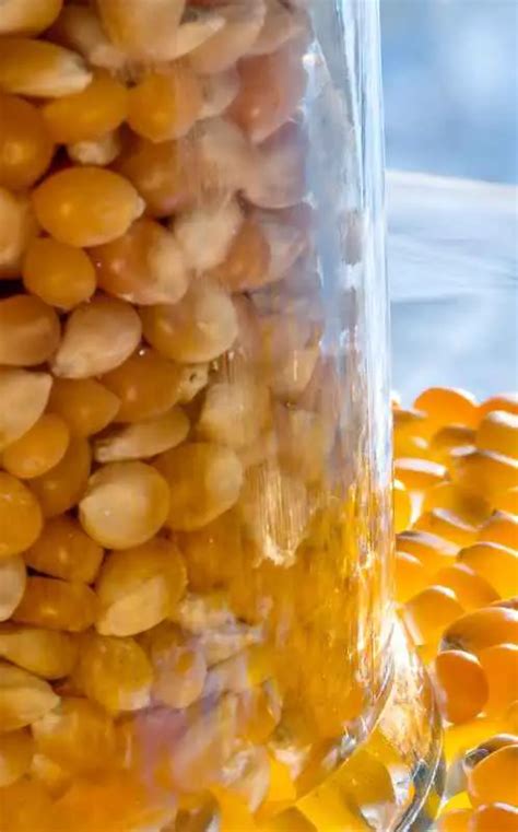 What To Do With Old Popcorn Kernels Snack Eagle