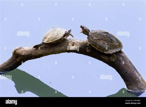 2 Assam Roofed Turtle Sylhet Roofed Turtle Fight Pangshura