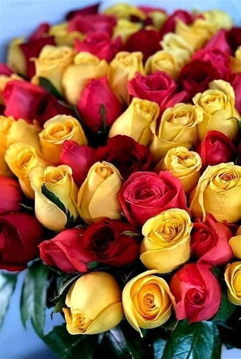 Pin De Tena Whitt En I Luv Plants Flowers Imagenes De Flores Preciosas Arreglos De Rosas