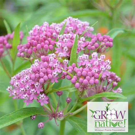 Missouri Native Plants Sugar Creek Gardens