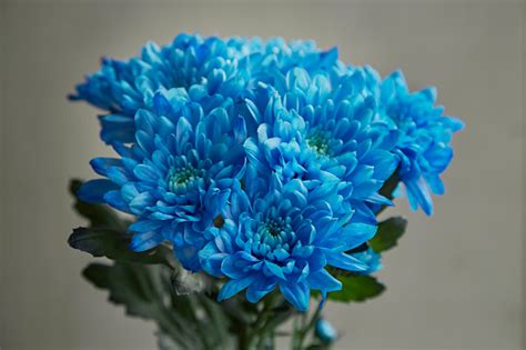 회색 바탕에 파란 국화 회색 바탕에 파란 꽃 국화의 특이한 색상 0명에 대한 스톡 사진 및 기타 이미지 0명 국화 꽃 나무 Istock